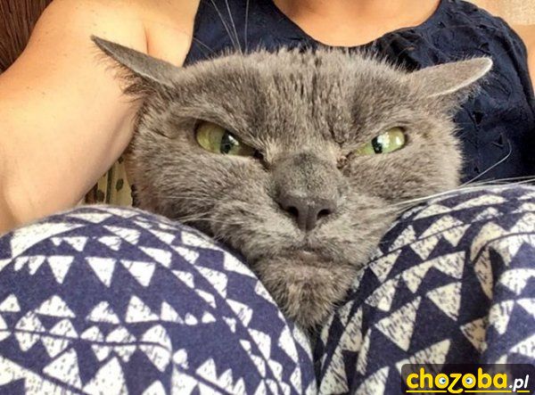 Zły kot - ChoZoba.pl - śmieszne obrazki, gify, filmy, zdjęcia, memy, laski.