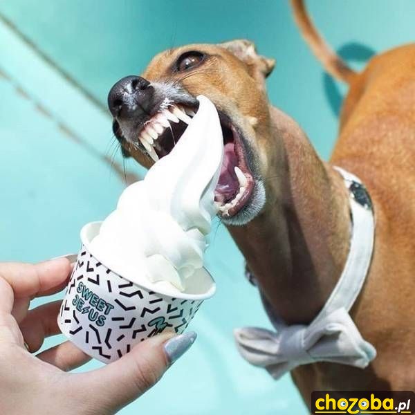 Lodzik! Am! - ChoZoba.pl - śmieszne obrazki, gify, filmy, zdjęcia, memy ...