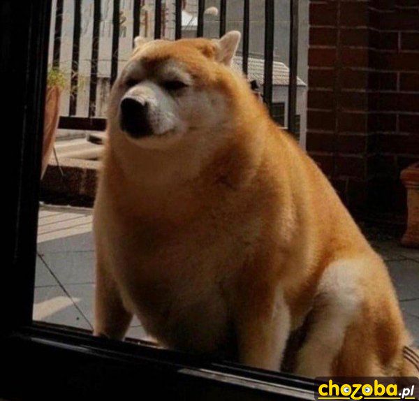 Gruby - ChoZoba.pl - śmieszne obrazki, gify, filmy, zdjęcia, memy, laski.
