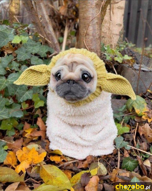 Yoda - ChoZoba.pl - śmieszne obrazki, gify, filmy, zdjęcia, memy, laski.