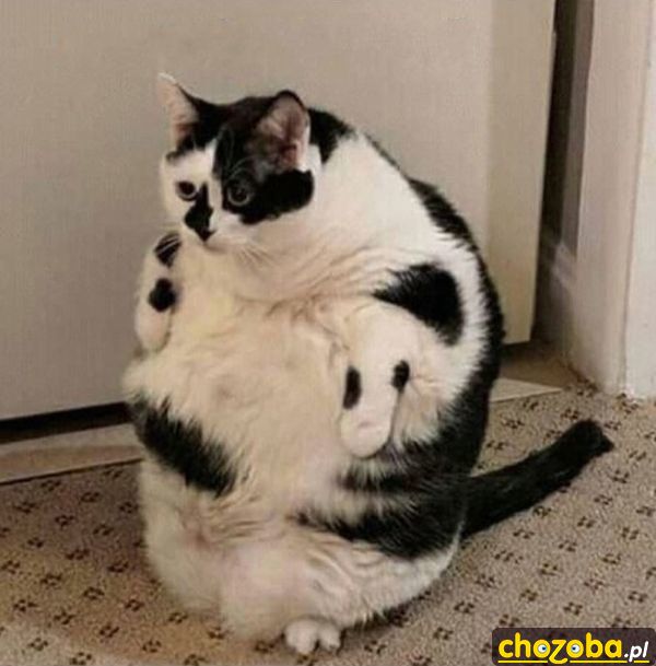 Grubas - ChoZoba.pl - śmieszne obrazki, gify, filmy, zdjęcia, memy, laski.