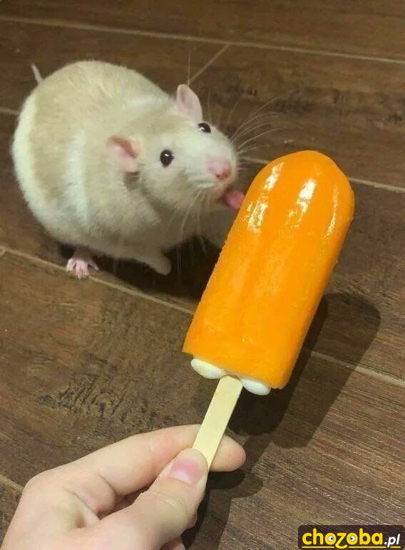 Dobry lodzik - ChoZoba.pl - śmieszne obrazki, gify, filmy, zdjęcia ...