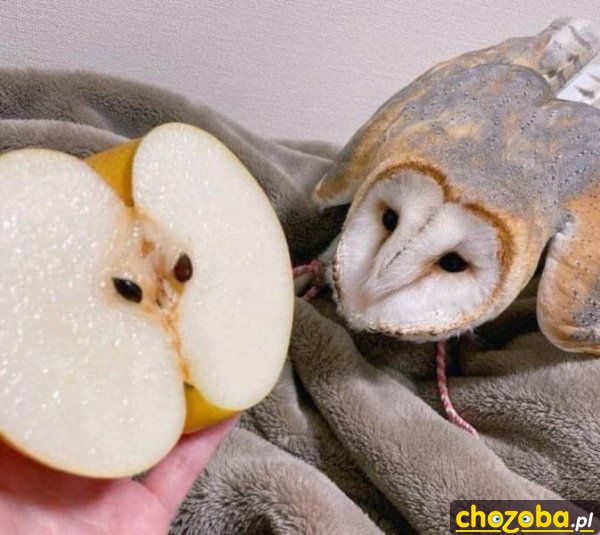 Sowy - ChoZoba.pl - śmieszne obrazki, gify, filmy, zdjęcia, memy, laski.