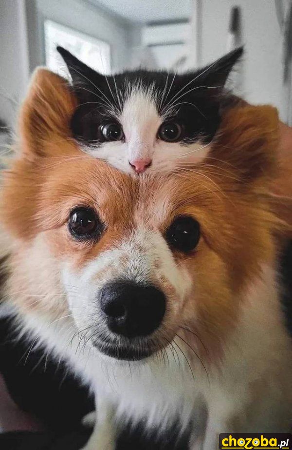 Przyjaciele - ChoZoba.pl - śmieszne obrazki, gify, filmy, zdjęcia, memy ...