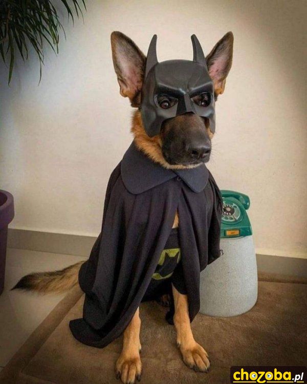 Bat-Dog - ChoZoba.pl - śmieszne obrazki, gify, filmy, zdjęcia, memy, laski.