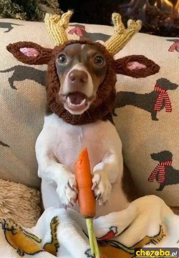 Renifer - ChoZoba.pl - śmieszne obrazki, gify, filmy, zdjęcia, memy, laski.