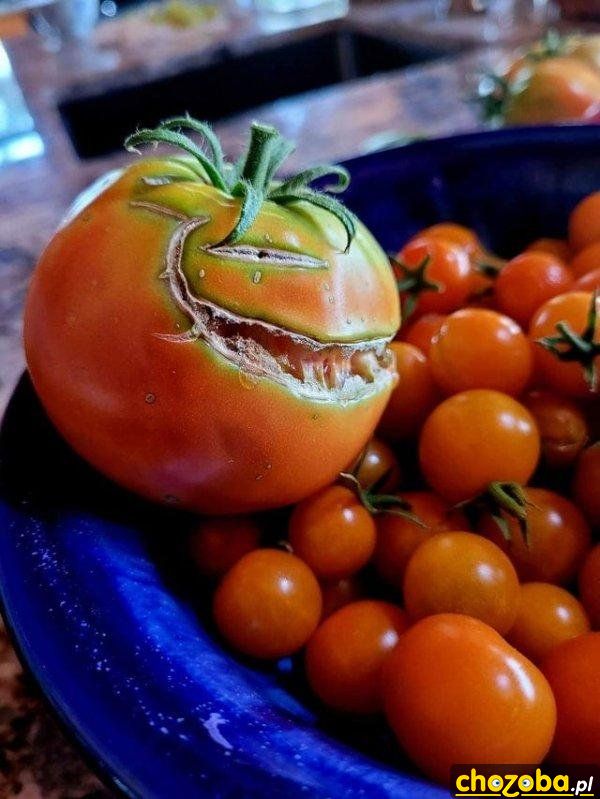 Straszny pomidor - ChoZoba.pl - śmieszne obrazki, gify, filmy, zdjęcia ...