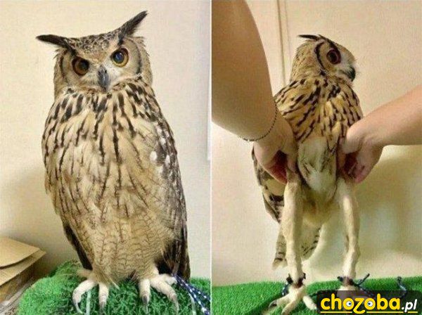 Nogi sowy - ChoZoba.pl - śmieszne obrazki, gify, filmy, zdjęcia, memy, laski.