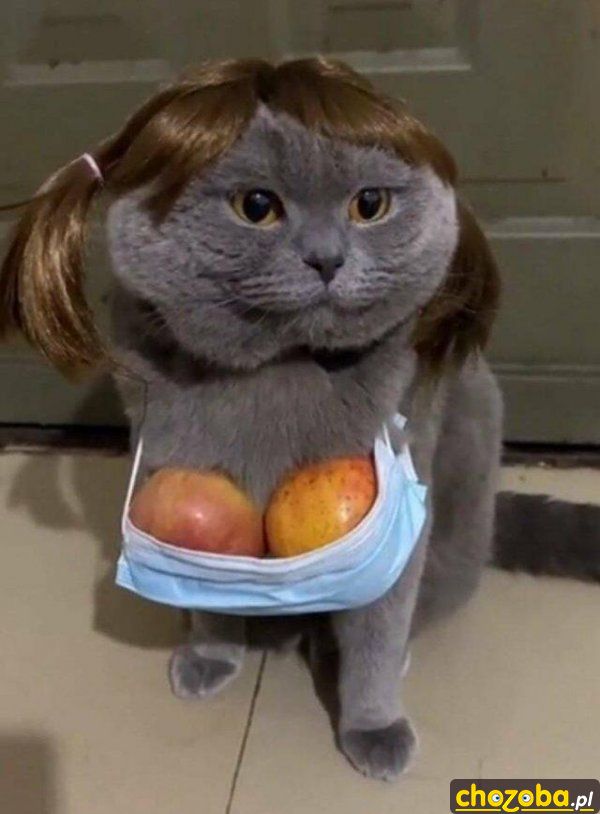 ChoZoba.pl - śmieszne obrazki, gify, filmy, zdjęcia, memy, laski.