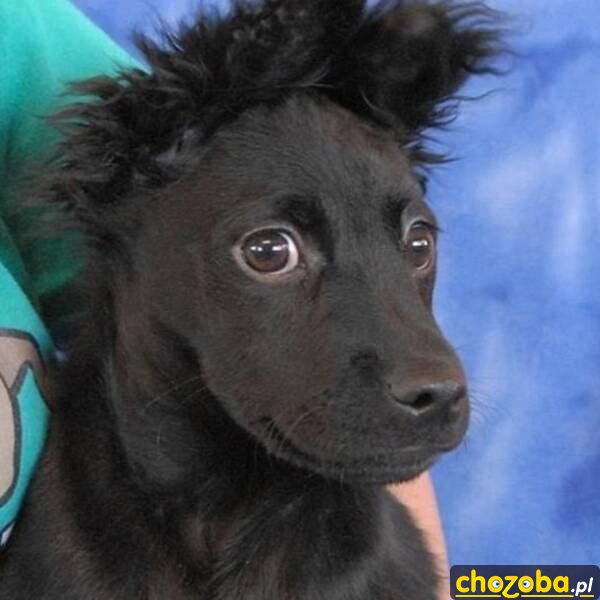 Psi punk - ChoZoba.pl - śmieszne obrazki, gify, filmy, zdjęcia, memy ...