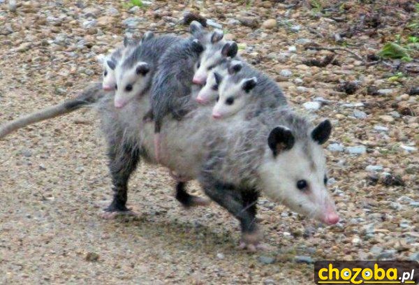 Opos z rodziną - ChoZoba.pl - śmieszne obrazki, gify, filmy, zdjęcia ...