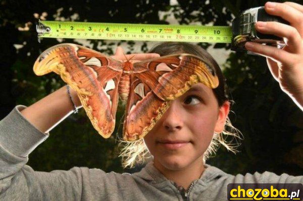 Motylek - ChoZoba.pl - śmieszne obrazki, gify, filmy, zdjęcia, memy, laski.