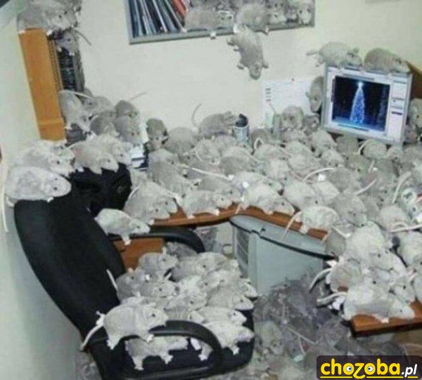 Szczurowe biuro - ChoZoba.pl - śmieszne obrazki, gify, filmy, zdjęcia ...